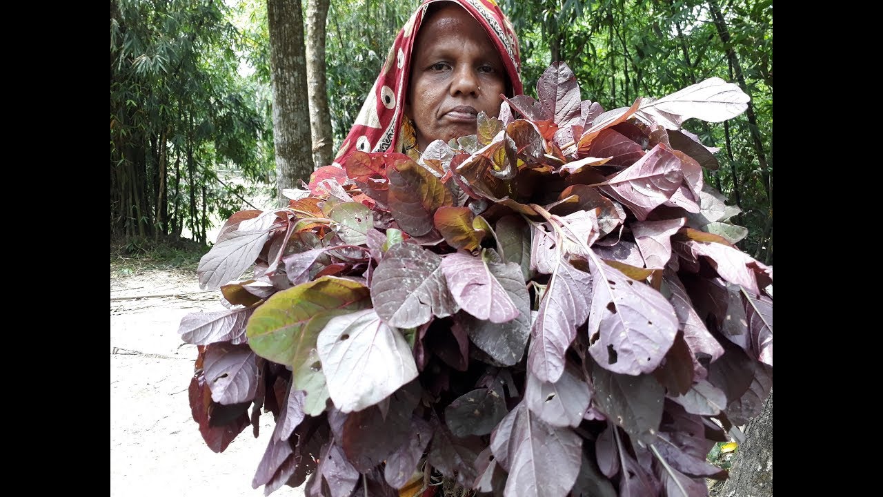 Village food | Farm fresh Red spinach recipe - YouTube