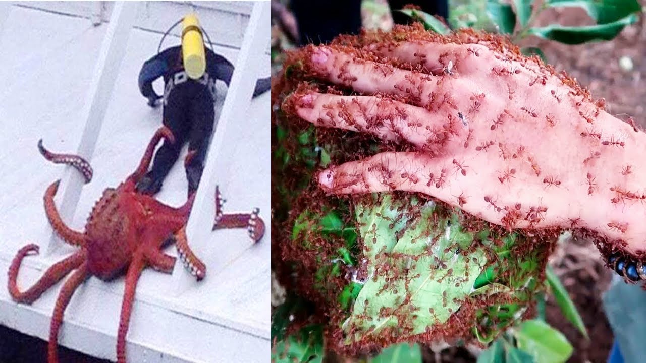 Hunting Animals and Sea Monsters is so Much Fun #581 - YouTube