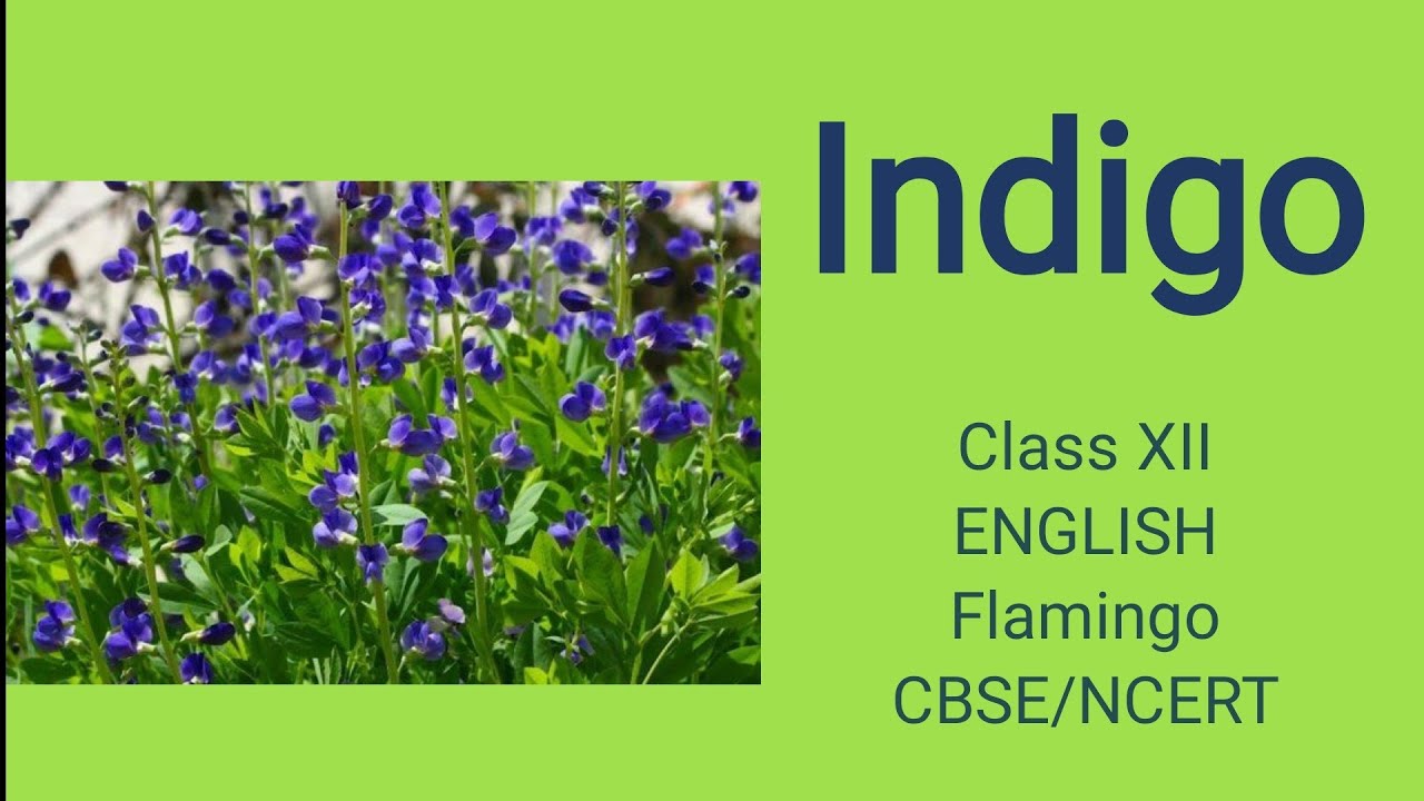 Indigo || Class XII || English || CBSE || - YouTube