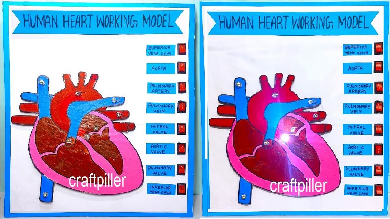 heart working model science project for exhibition with led lights ...
