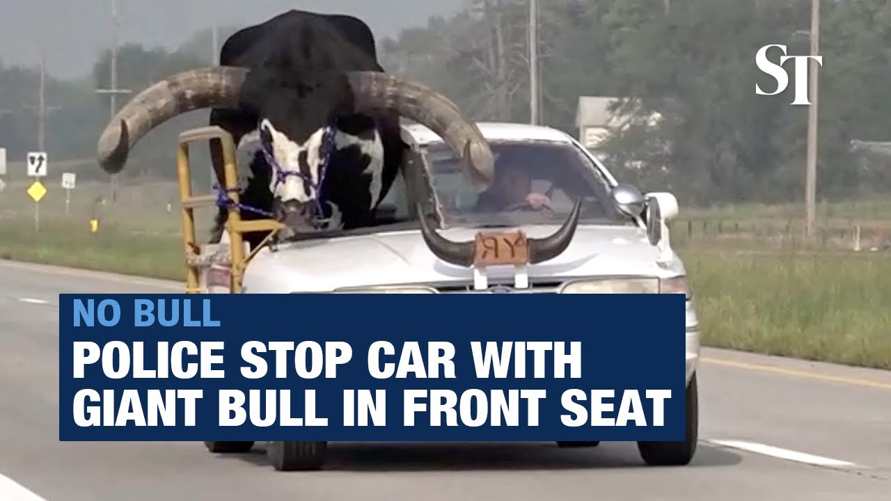 Police stop car with giant bull in front seat - YouTube