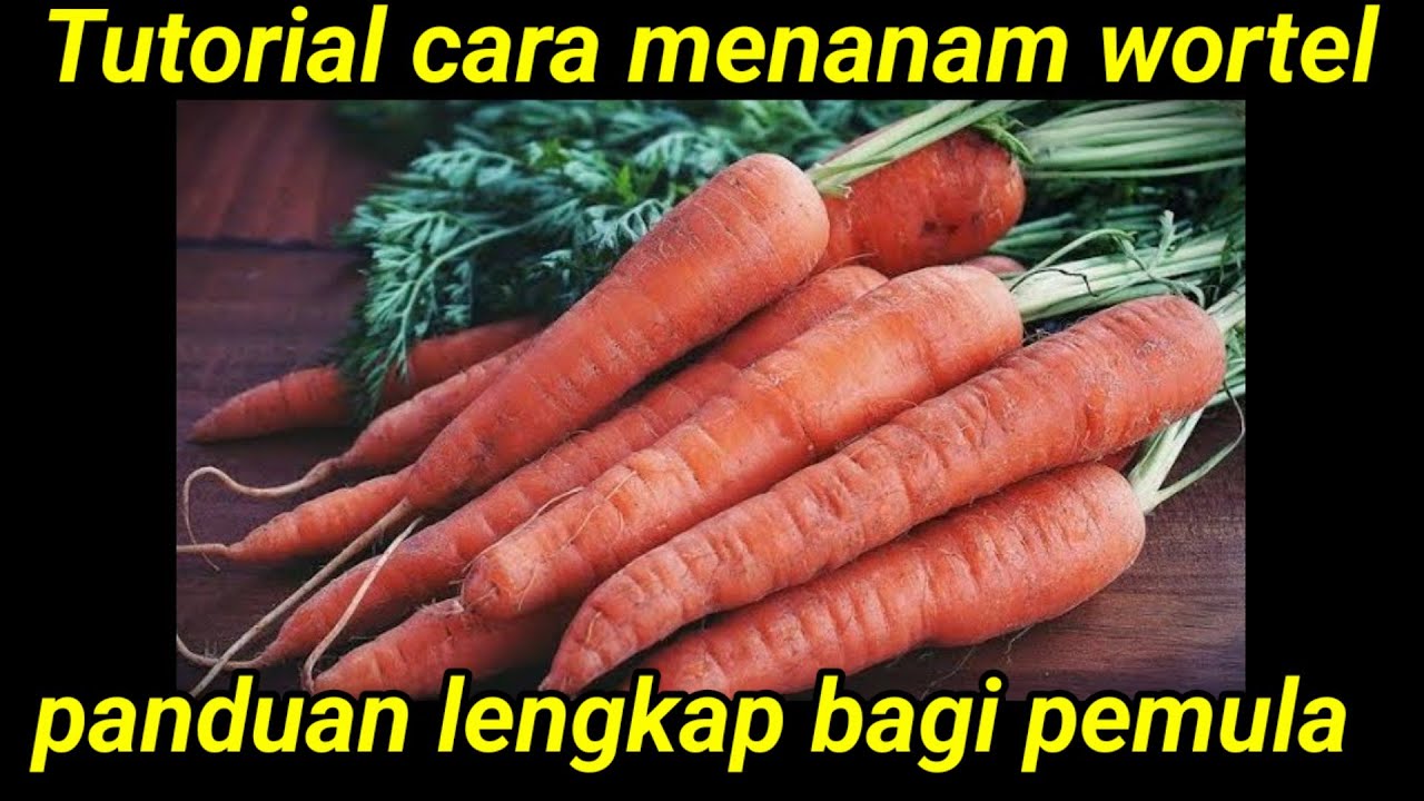 cara menanam wortel dari nol sampai panen seperti ini - YouTube