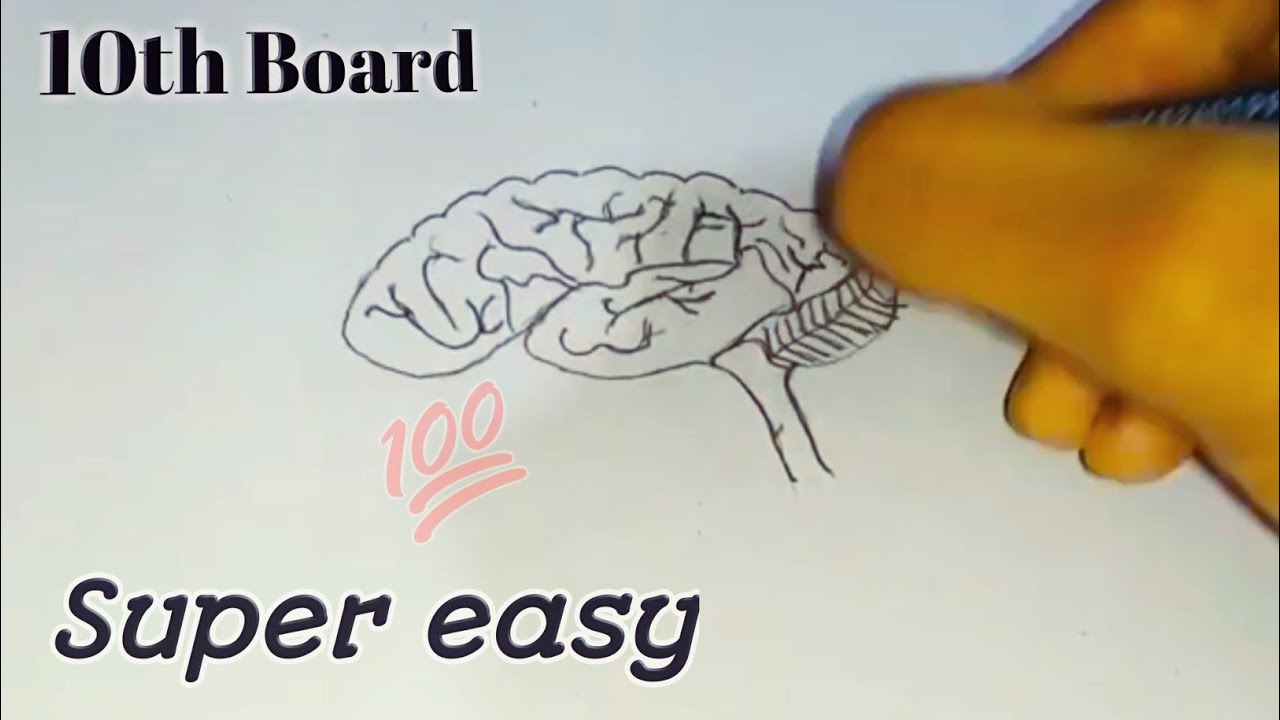 How to draw brain for exams - YouTube