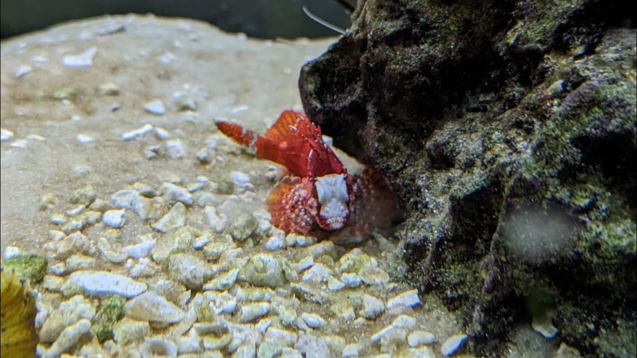 ADDING DEADLY VENOMOUS FISH TO SALTWATER AQUARIUM - YouTube