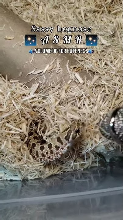 Snake ASMR - YouTube