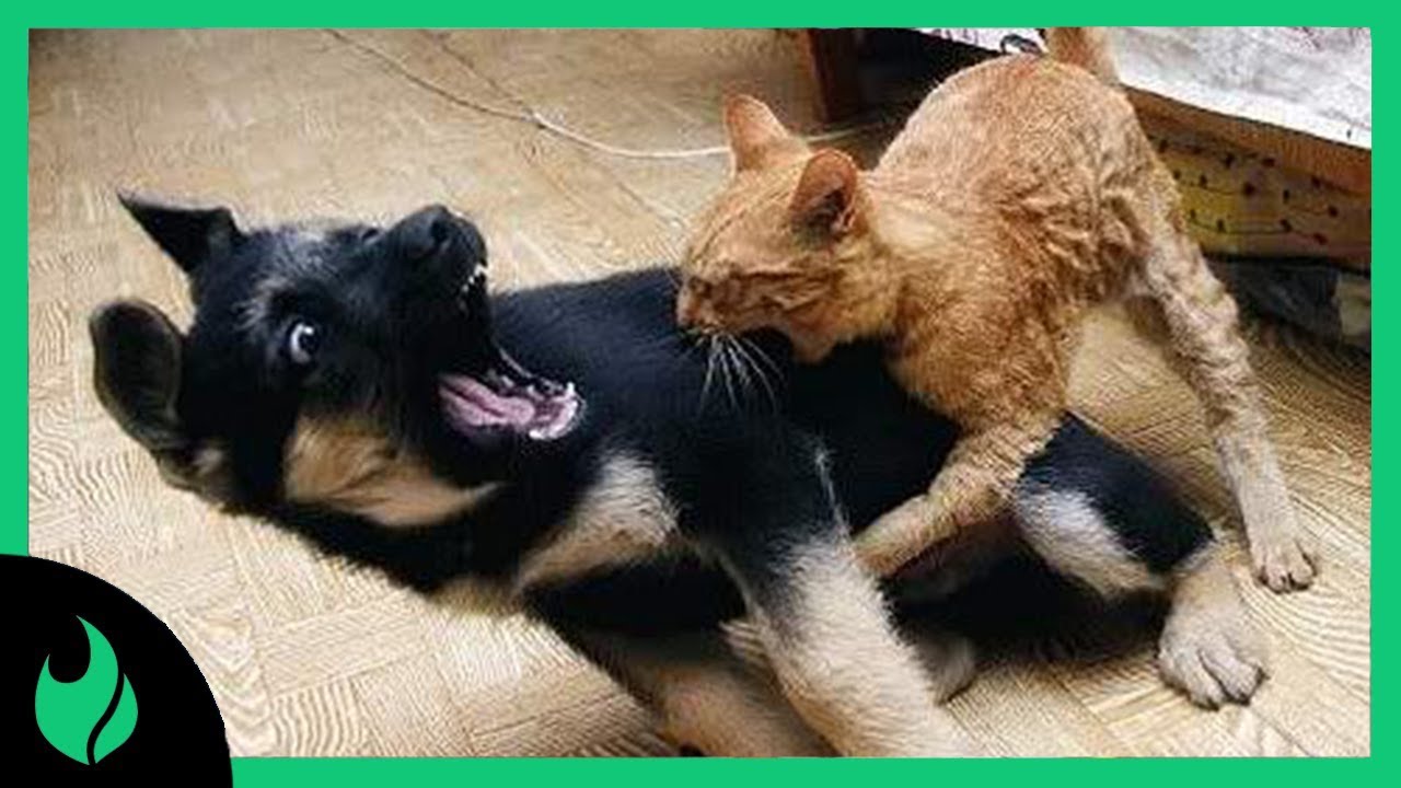 Funniest Pet Videos of 2021 - YouTube