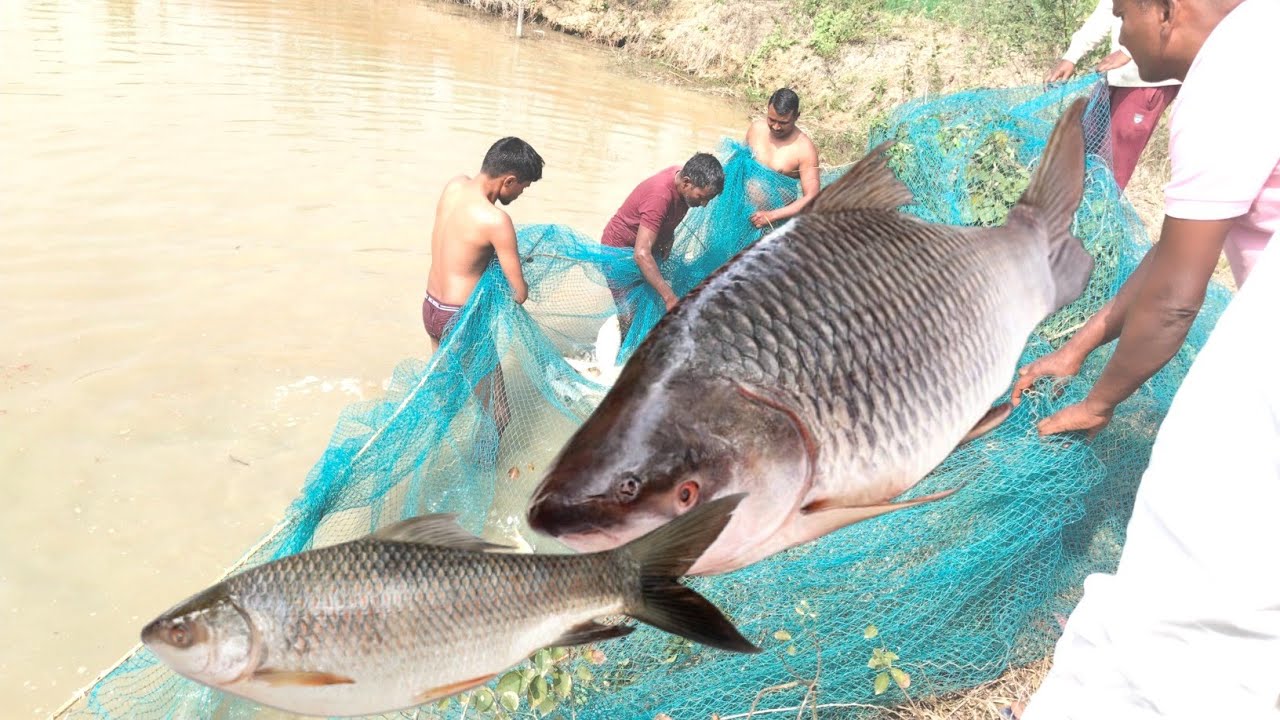 I caught biggest rohu fish in my pond😱.full enjoy and eating this fish ...