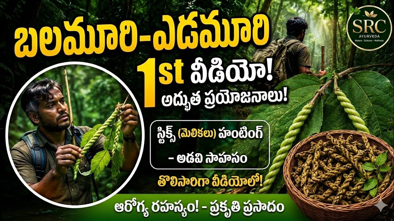 Balamuri edamuri| benefits | uses of balamuri edamuri | wts app ...