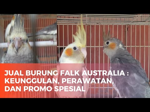 Jual Burung Falk Parkit Australia : Keunggulan, Perawatan, dan Promo ...