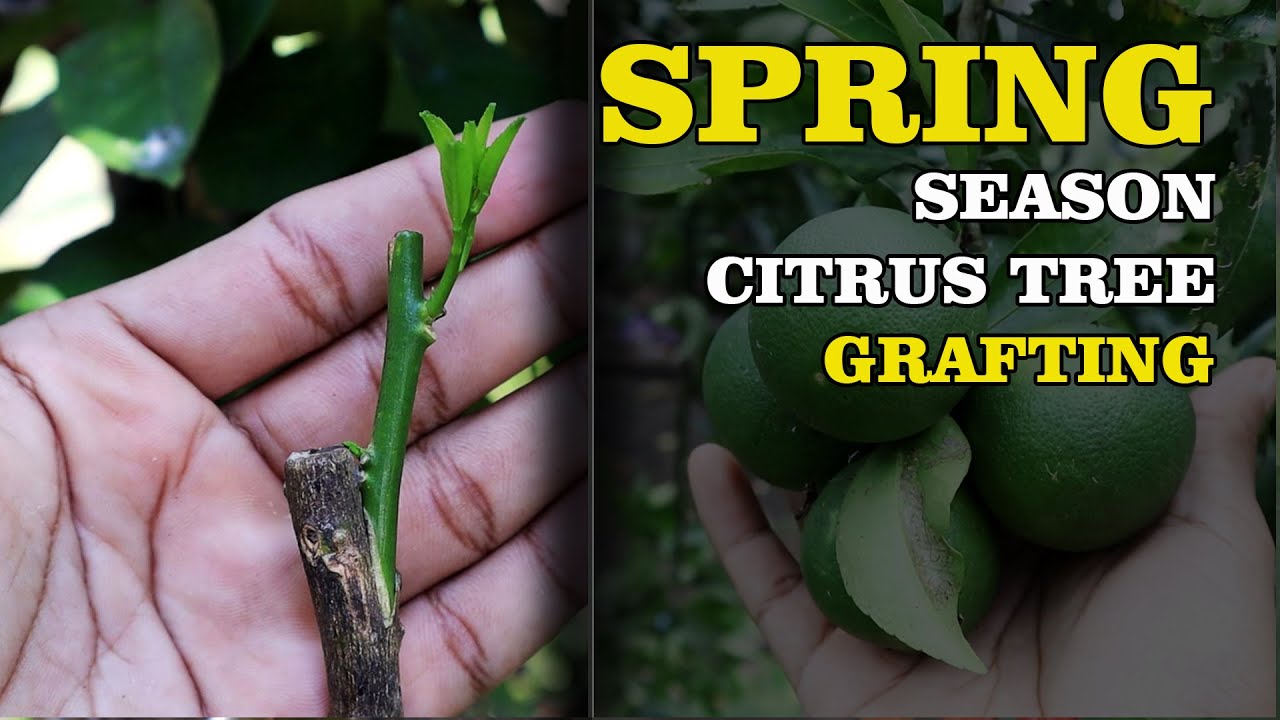 Step by Step Tutorial for Grafting Your Citrus Tree - YouTube