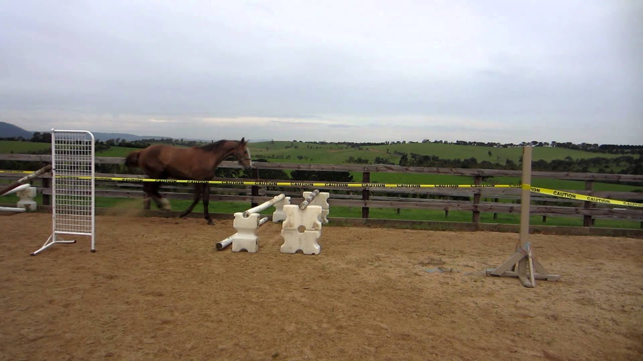 Day of the Jackal jumping - YouTube