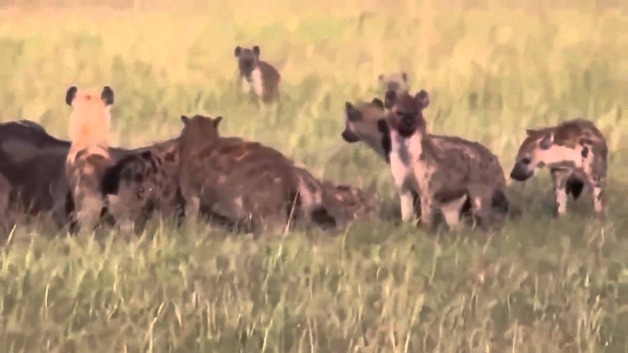 hyenas eat alone buffalo alive - YouTube