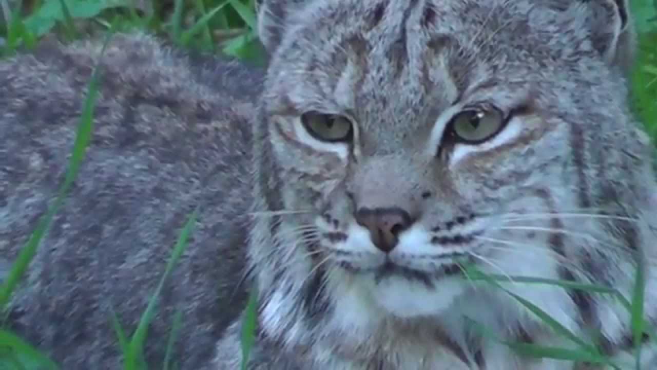 RidgeCat - YouTube