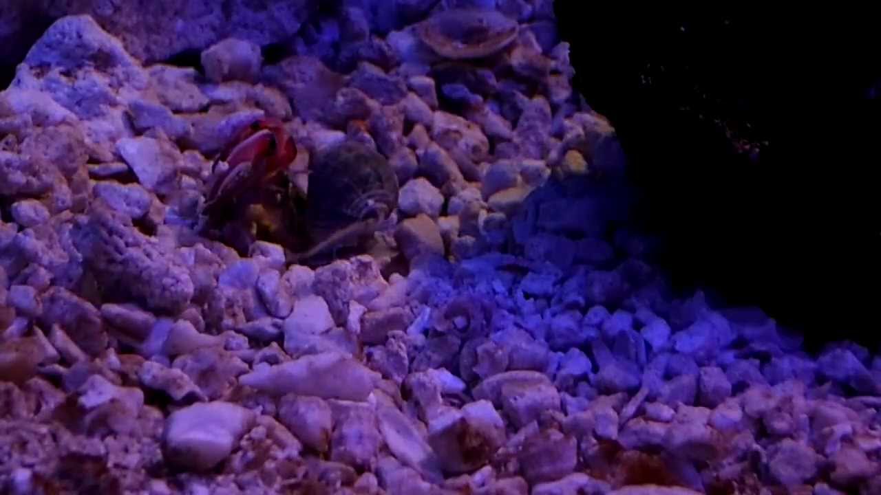 baby Nemo is worm food - YouTube