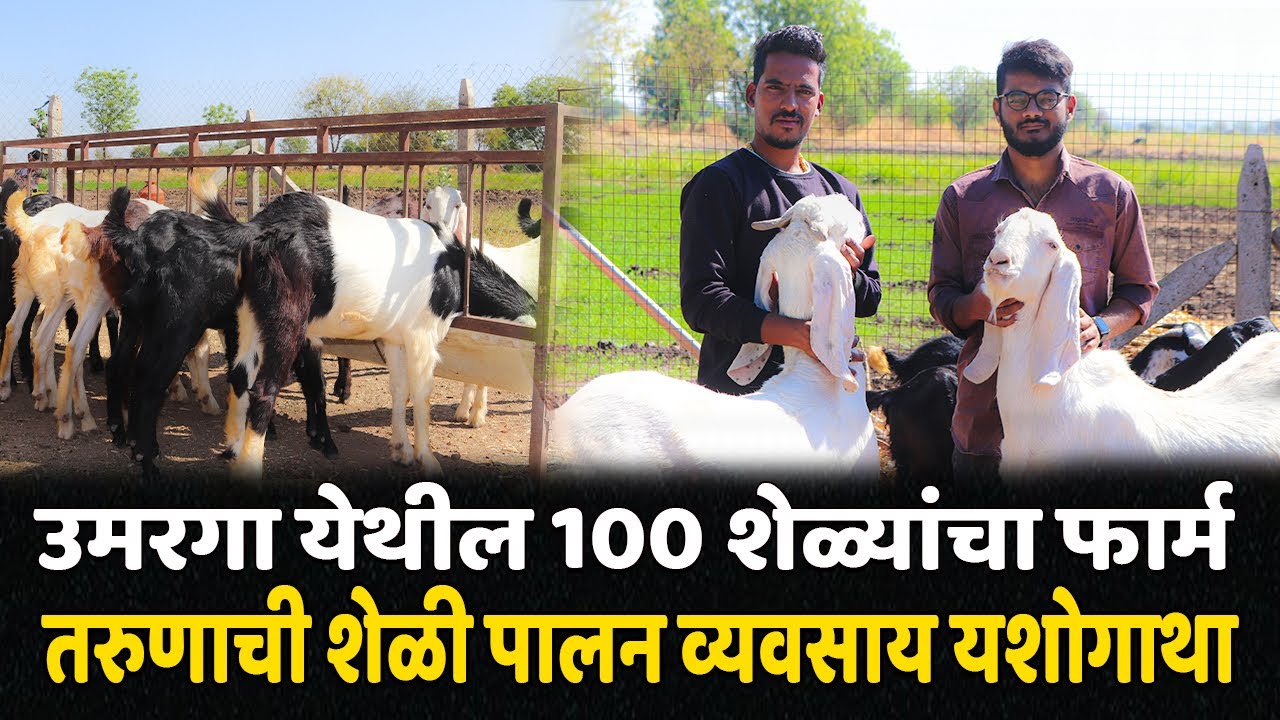 तरुणाची उस्मानाबादी शेळीपालन व्यवसाय यशोगाथा । Goat Farming Success ...