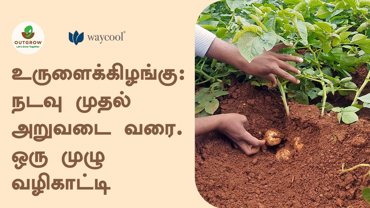 Cultivation Practices of Ooty Potatoes (ஊட்டி உருளைக்கிழங்கு சாகுபடி ...