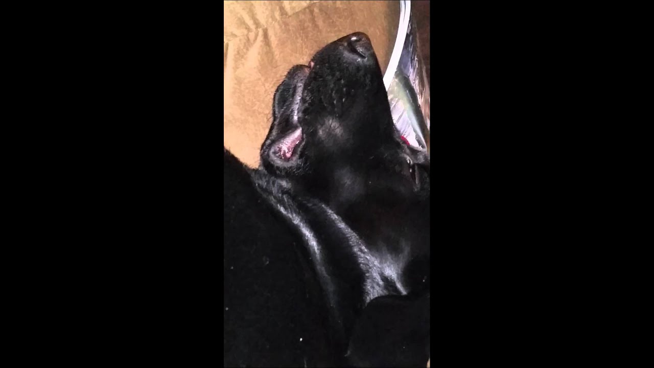 Possessed Puppy!! - YouTube
