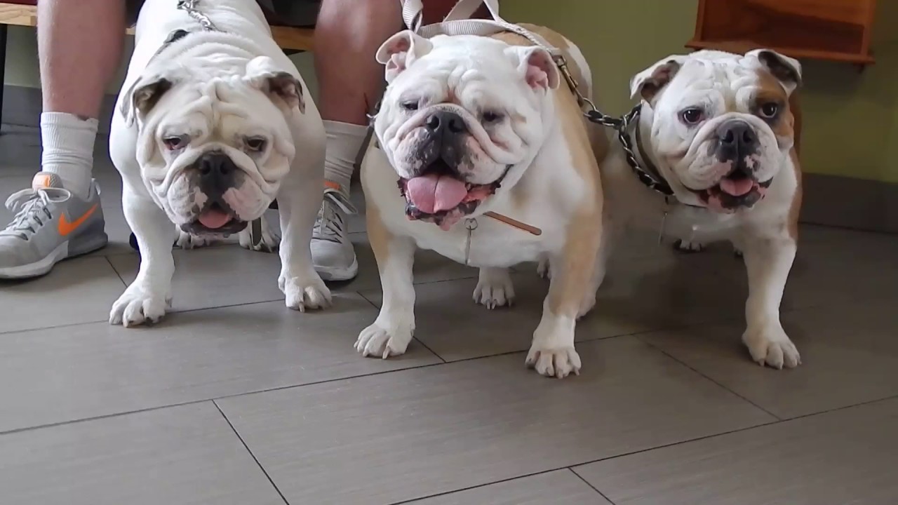 Bulldog Trio visiting Dr. Kraemer Vet4Bulldog.com - YouTube