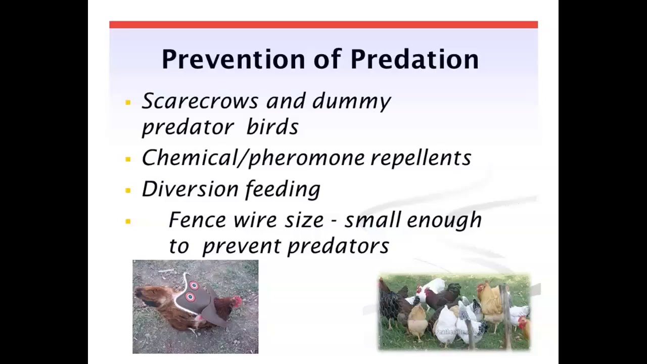 Predator Control for your Small Flock - YouTube