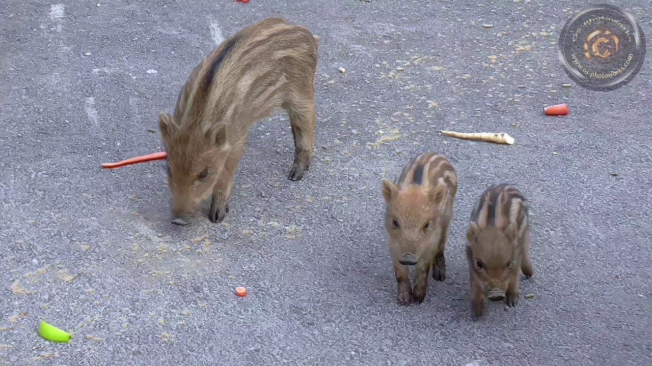 Boar piglets still feeding / Frischlinge beim Futtern - YouTube