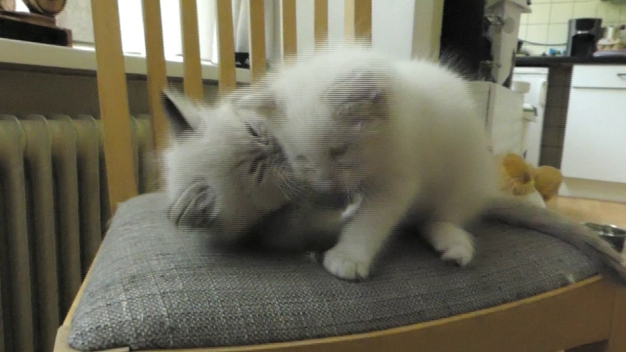 Maak dat de kittens wijs - aflevering 8 - YouTube