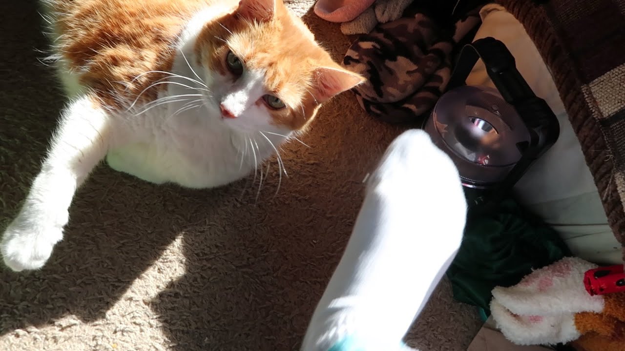 Booping My Cat With My Foot - YouTube