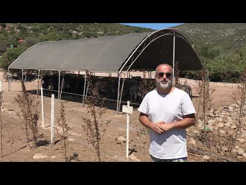 Eşek Adası,Ege Denizi