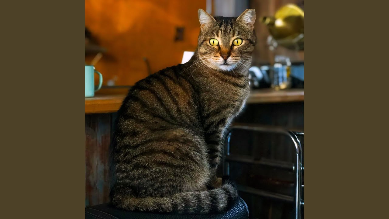Soft Purr Amidst Aromatic Whiffs - YouTube