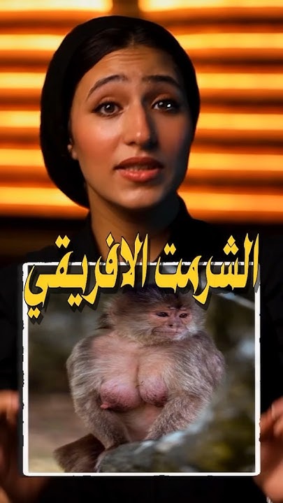 قرد الشرمت🤷🏼‍♂️ماوراءالحاجات Youtube