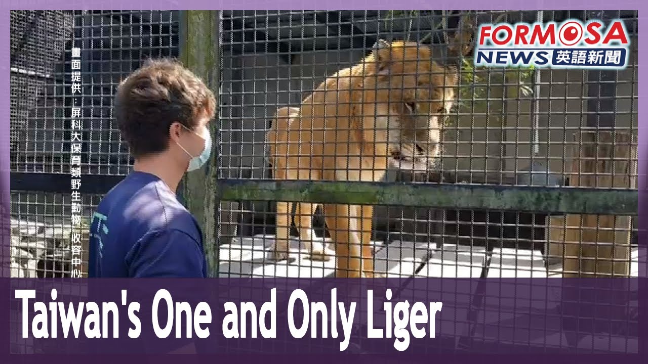 Say hello to Ah Piao, Taiwan’s one and only liger - YouTube