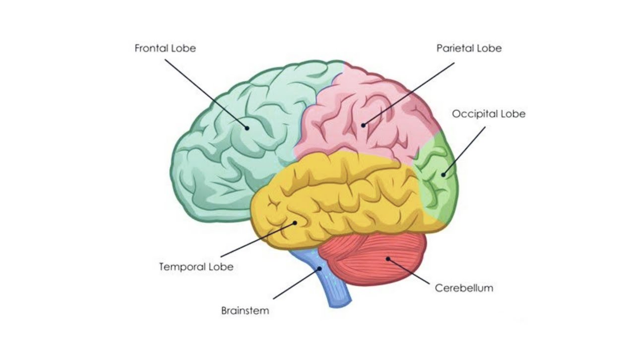 how to draw human brain step by step for beginners . |easy drawing ...