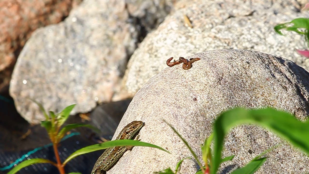 Viviparous lizard eating the earth worm - YouTube