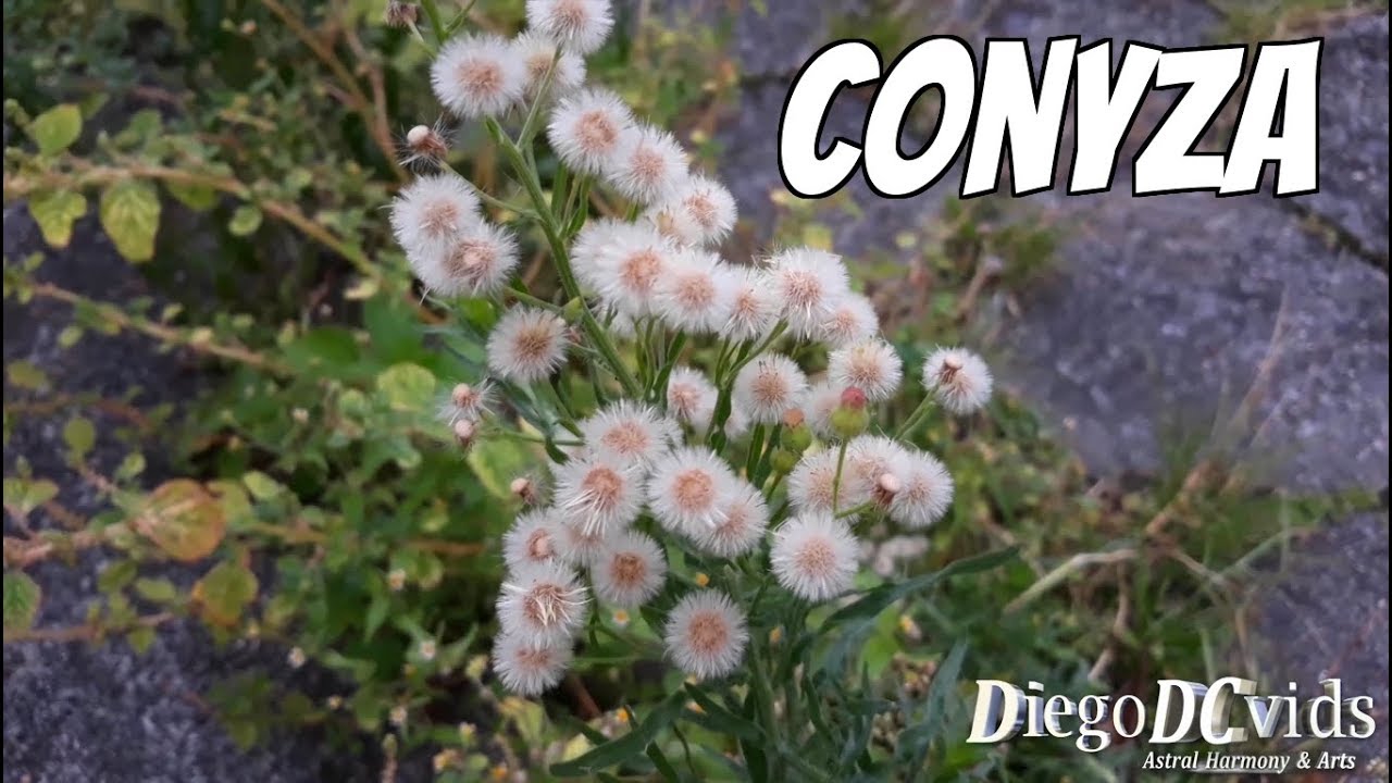Conyza bonariensis - Horseweed - Butterweed - Flax-leaf fleabane - YouTube