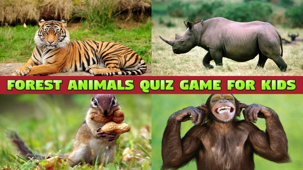 FOREST ANIMALS QUIZ GAME FOR KIDS - YouTube
