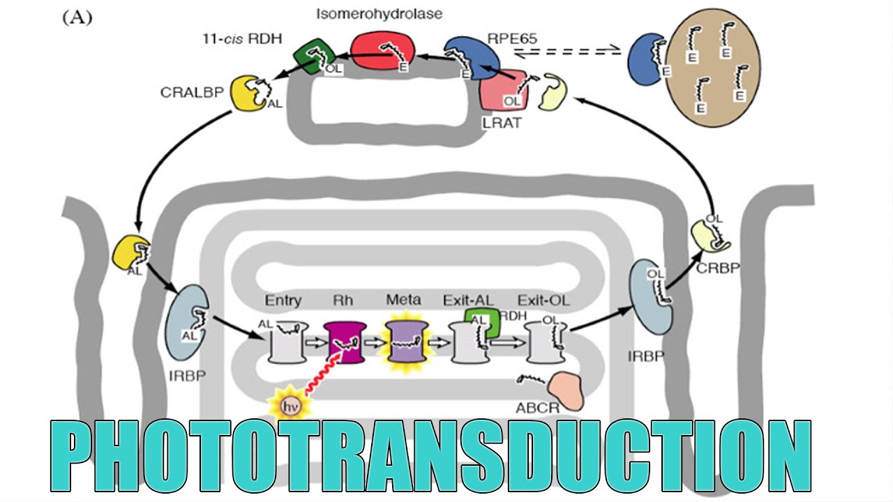 Phototrasduction [ Sub - ENG ] - YouTube
