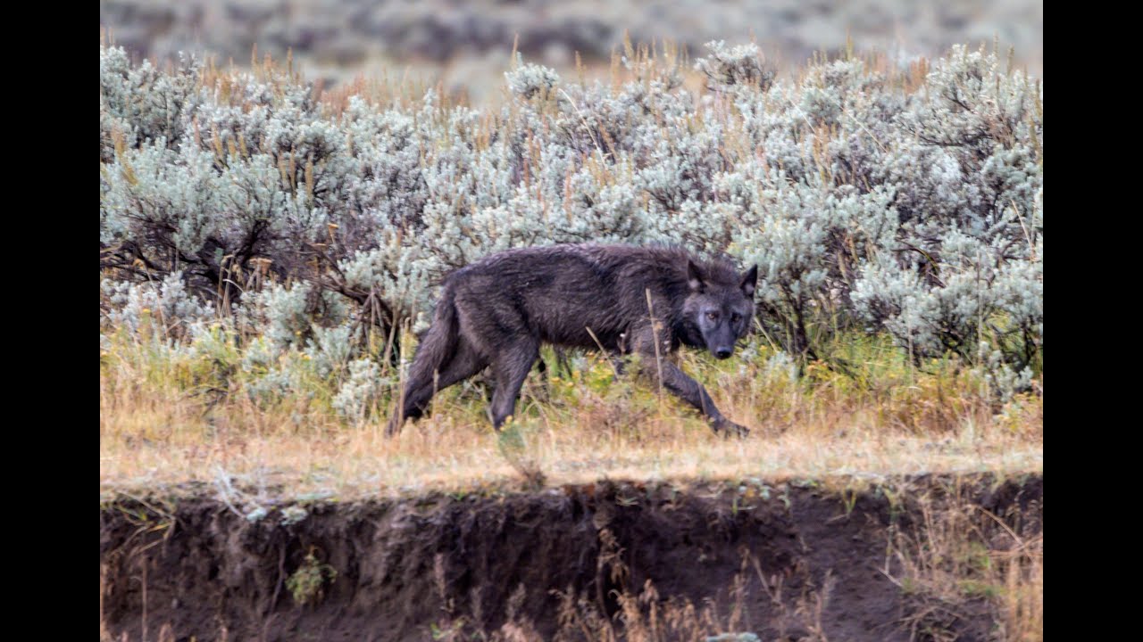 Black Wolf Yellowstone National park - YouTube