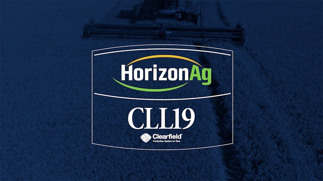 Arkansas Rice Grower's Perspective on Clearfield CLL19 - YouTube