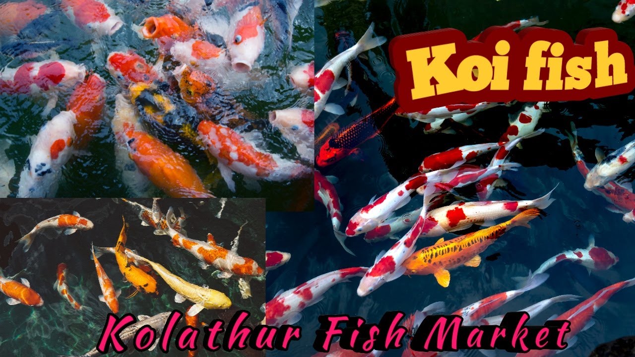 Kolathur Fish Market | Koi Fish | Japanese Koi Carp | Scale less Koi ...