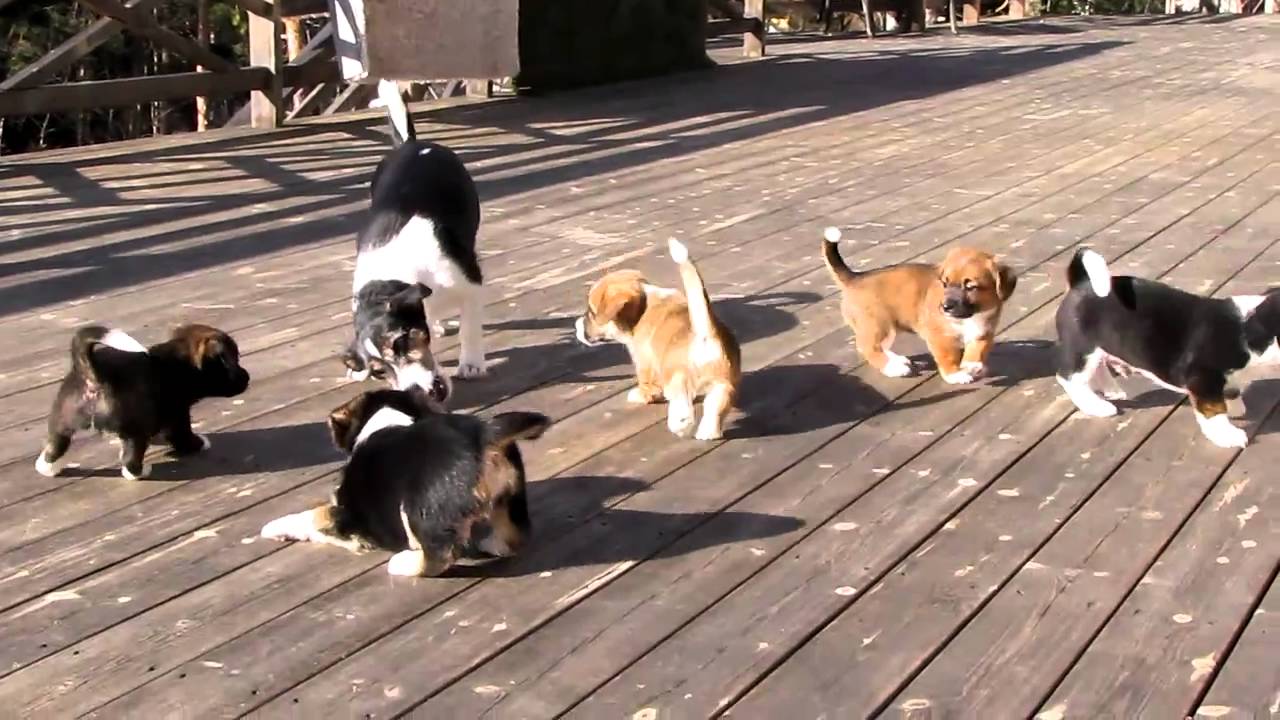 Valpar 7 v.MOV - YouTube