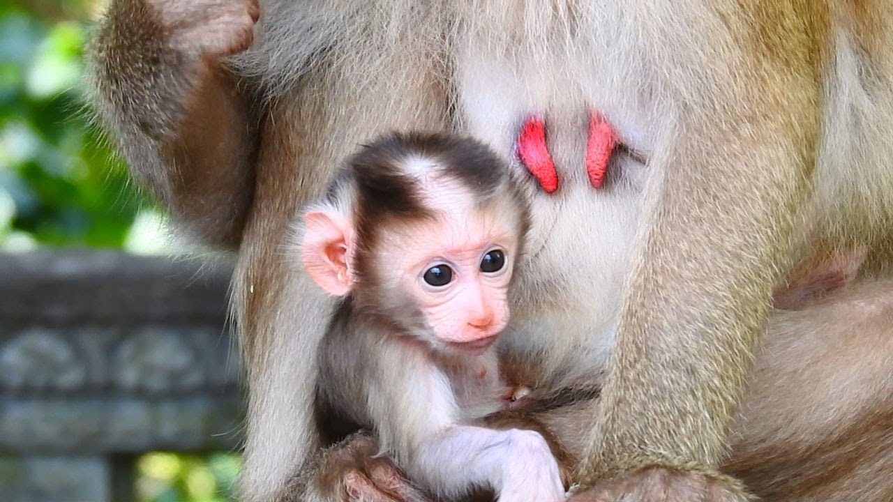 Amazing Baby ! Adorable Baby Brody Tries too much milk for growing up ...