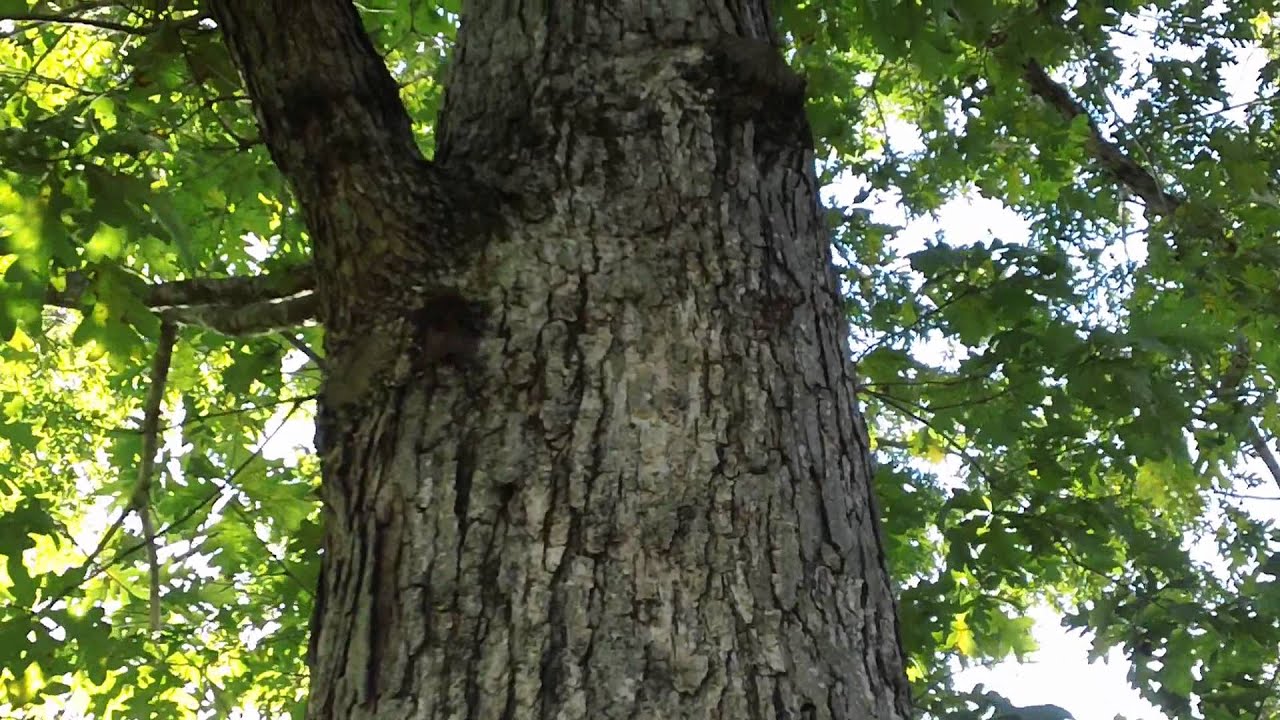 Bat climbing a tree - YouTube
