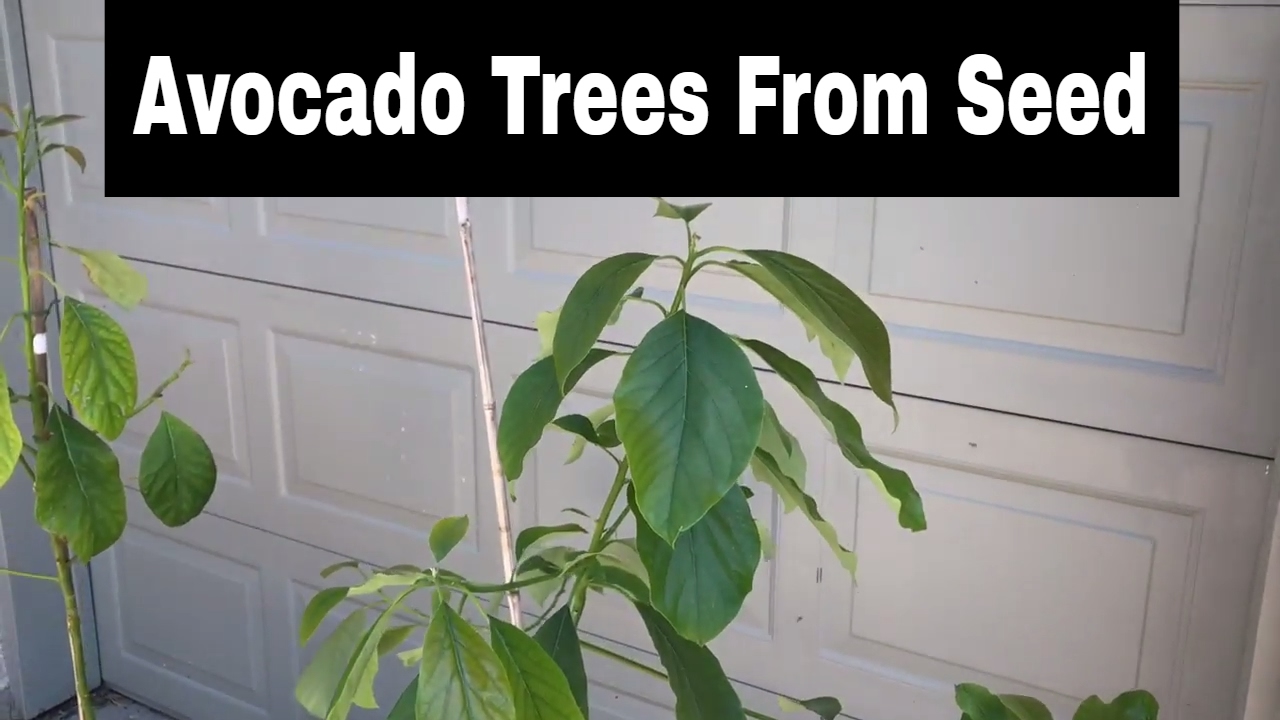 Avocado Trees Grown From Seed 15 Months Old YouTube avocado-trees-grown-from-seed-15-months-old-youtube
