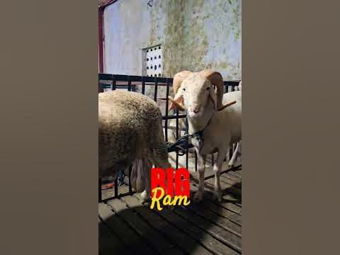 Big Sheep Big vilayati sheep STAR GOATS FARM Asif STD 88798 09944 Mumbra Mumbai - YouTube