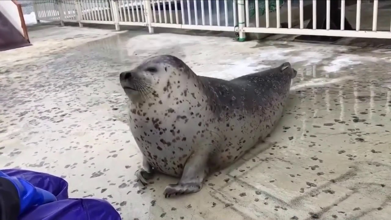 Foca Kawaii :3 - YouTube