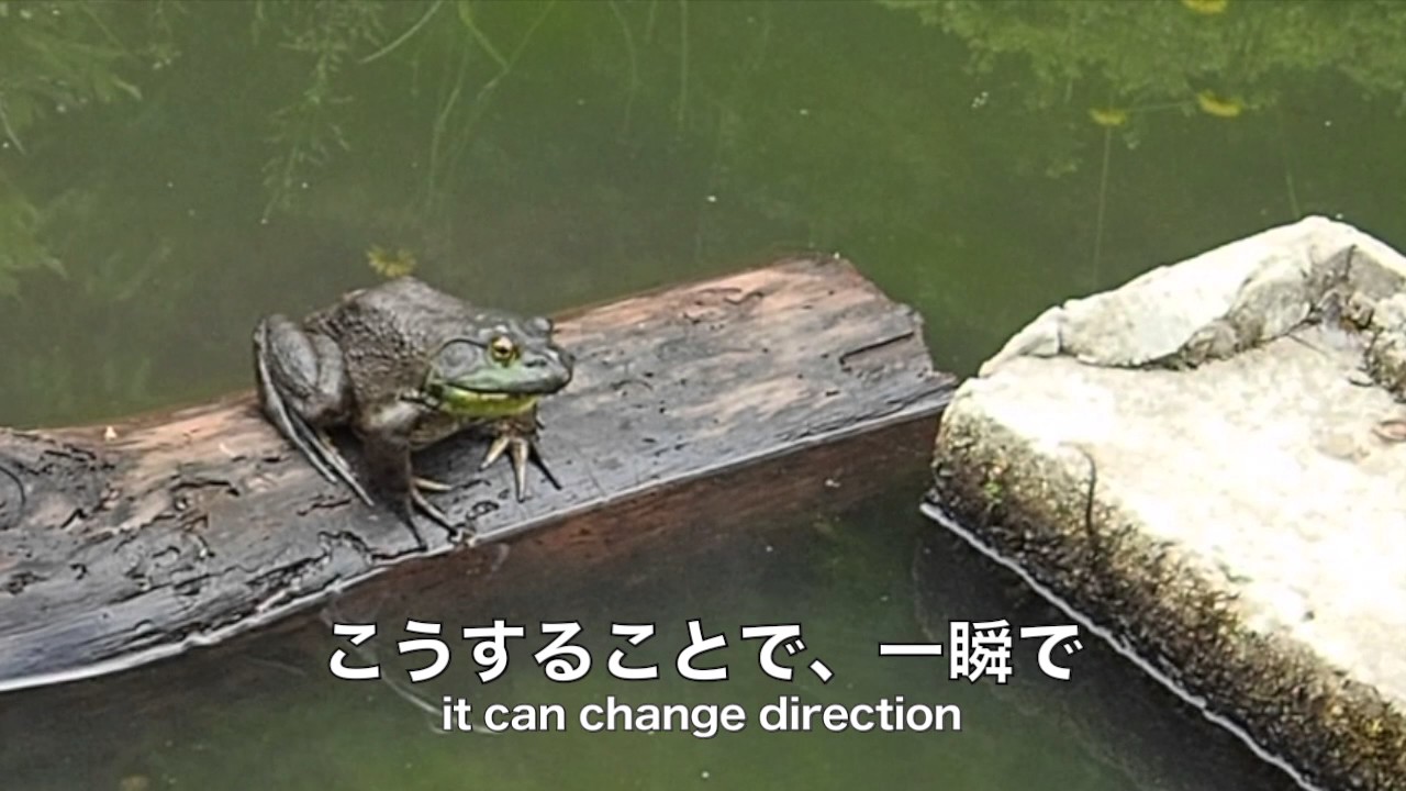 ウシガエルに接近（瞬発力を観察）／American Bullfrog in Japan 2017.5.23. - YouTube