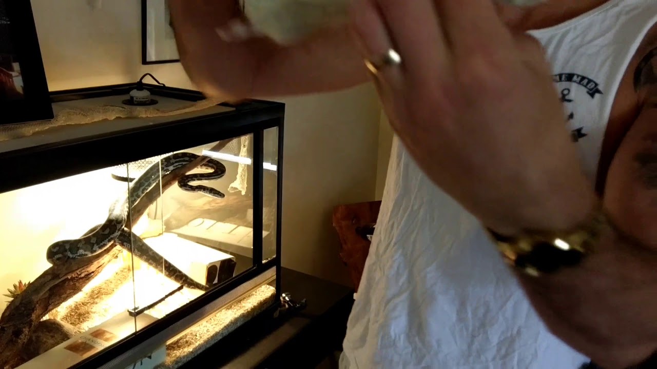 South West Carpet Python eating an adult rat 🐀 - YouTube