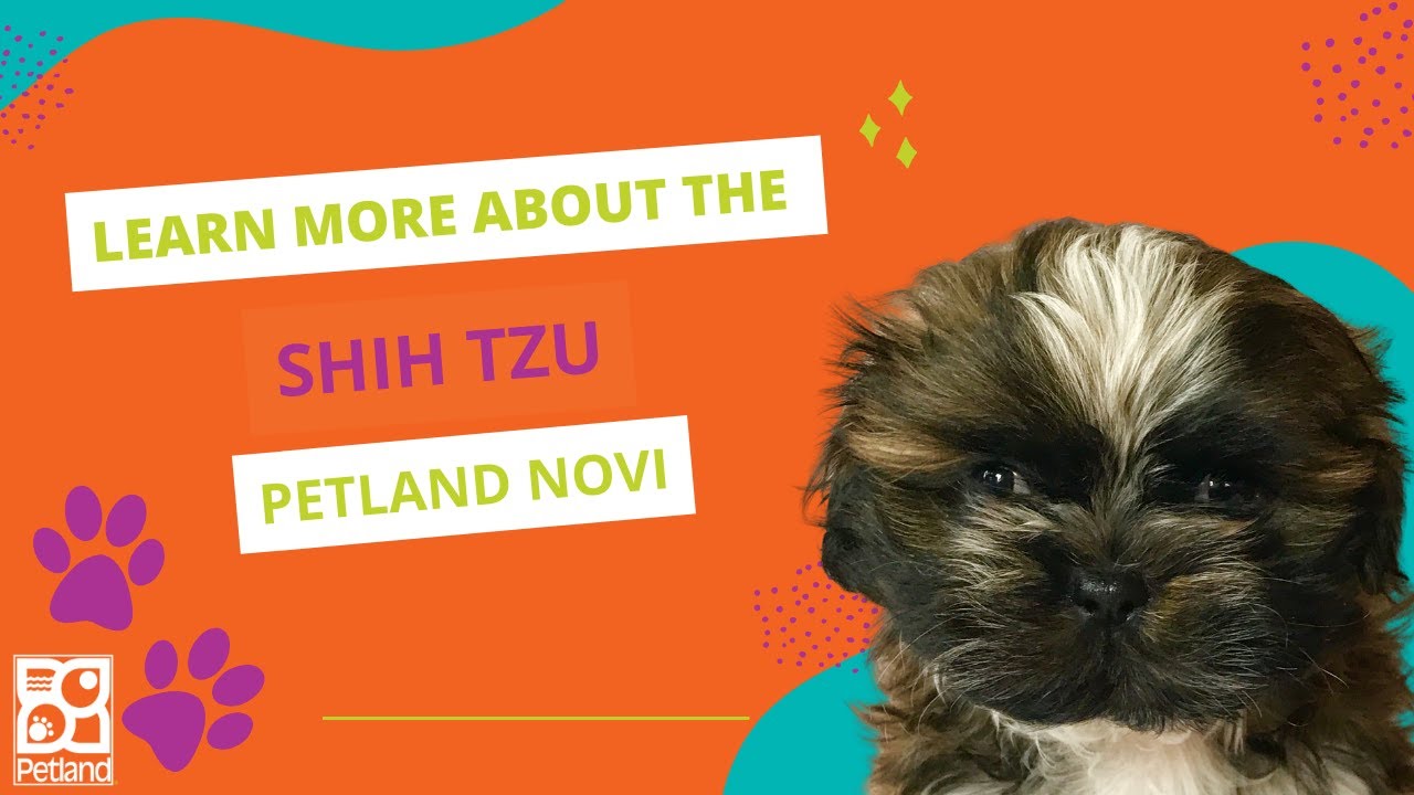 Shih Tzu Fun Facts - YouTube