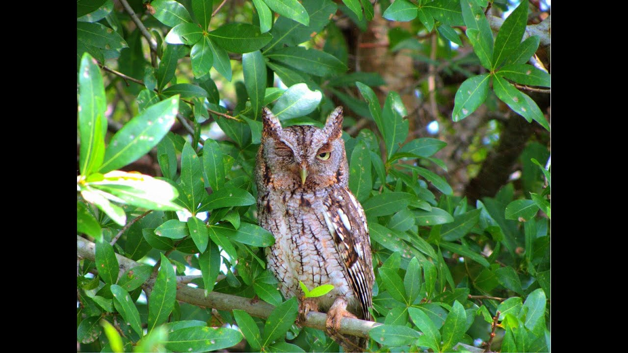 Male Eastern Screech Owl Regurgitates a Pellet - YouTube