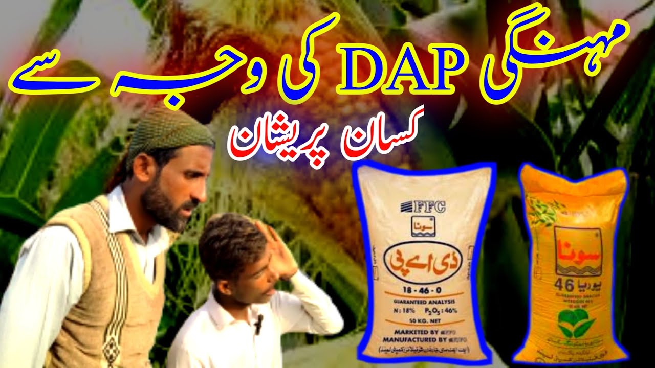 Mahangi DAP Khad Sea Kisan Pareshan | DAP Fertilizer | #trending # ...