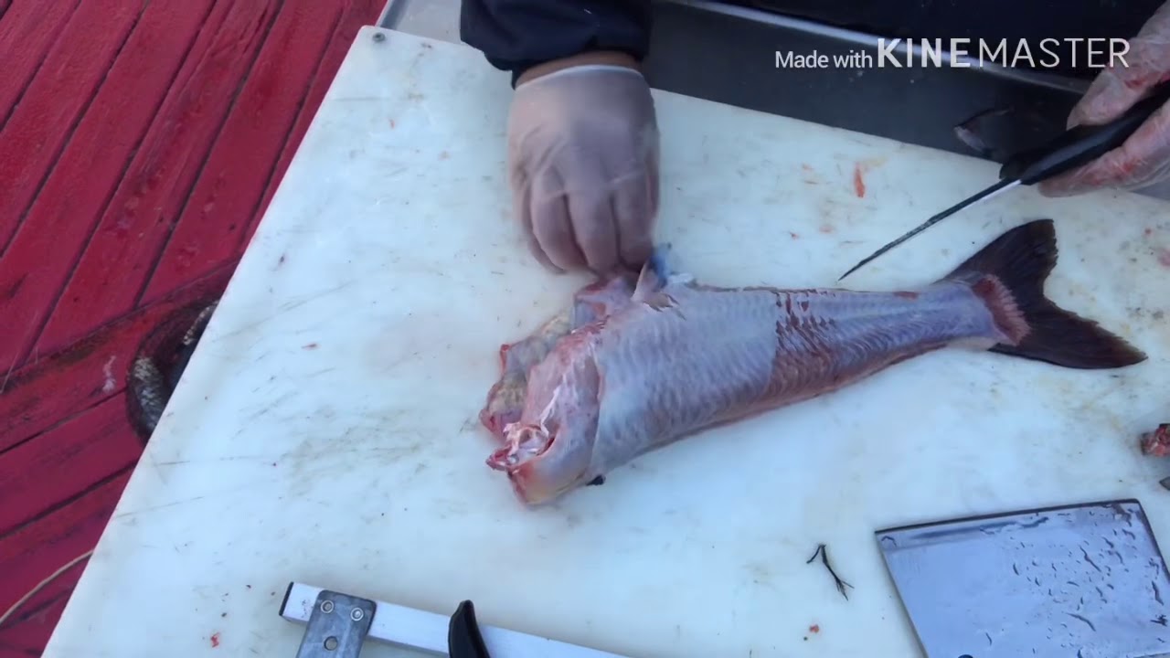 Skinning, Cleaning, and Filleting Catfish (Big Country Living) - YouTube
